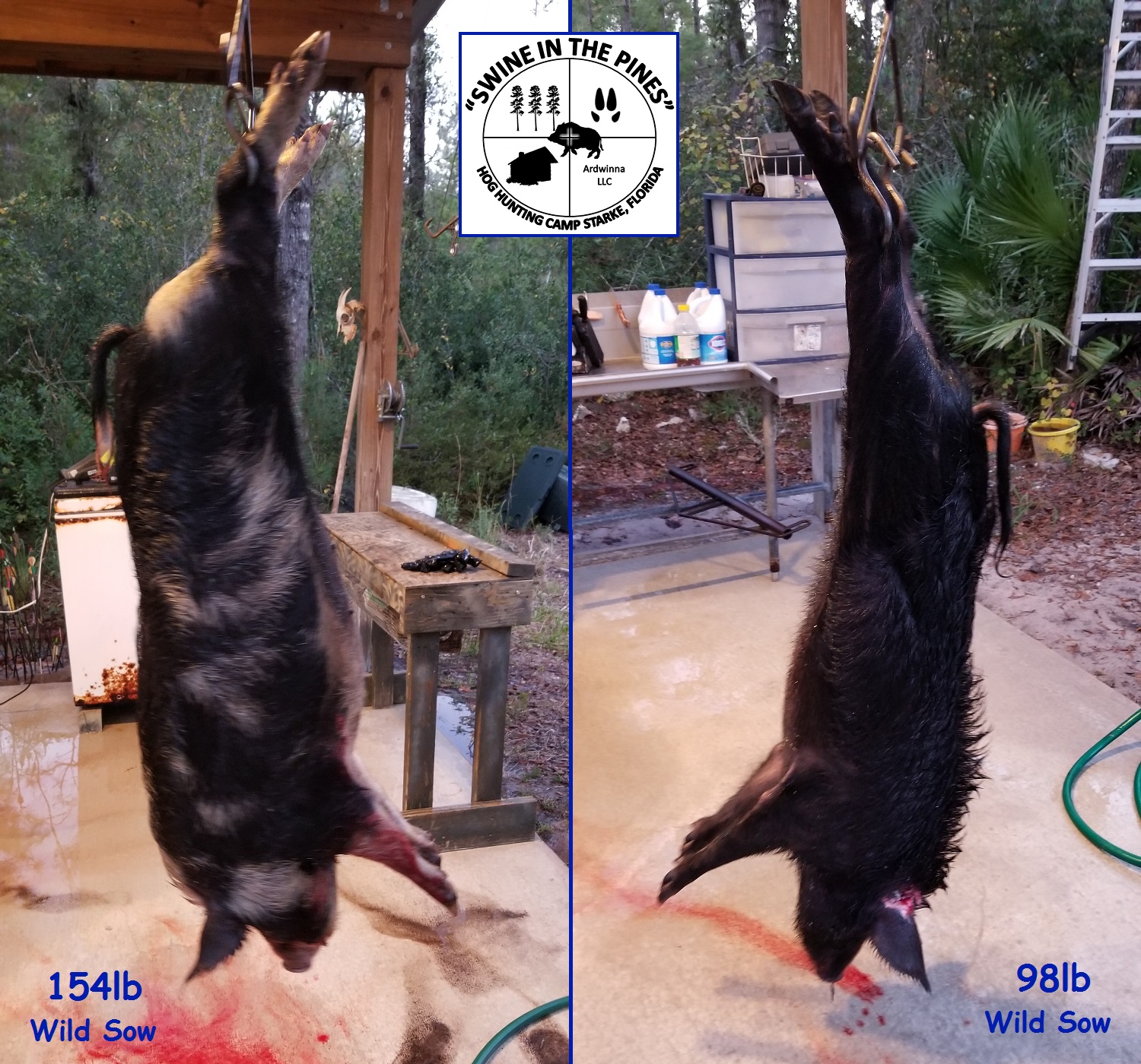 Swine in the Pines - Client Photos