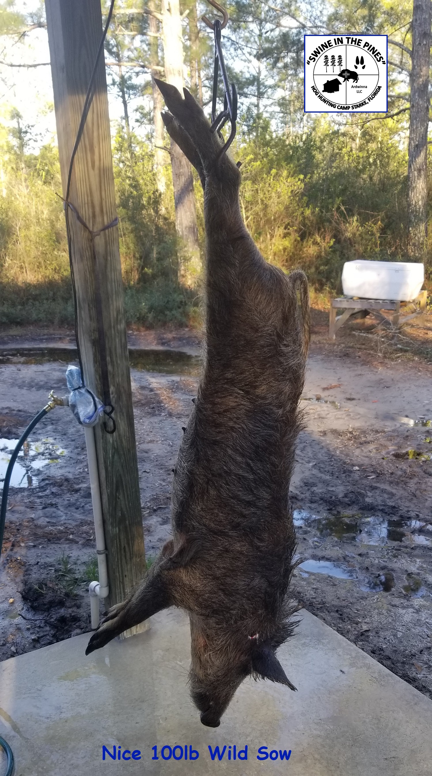 Swine in the Pines - Client Photos